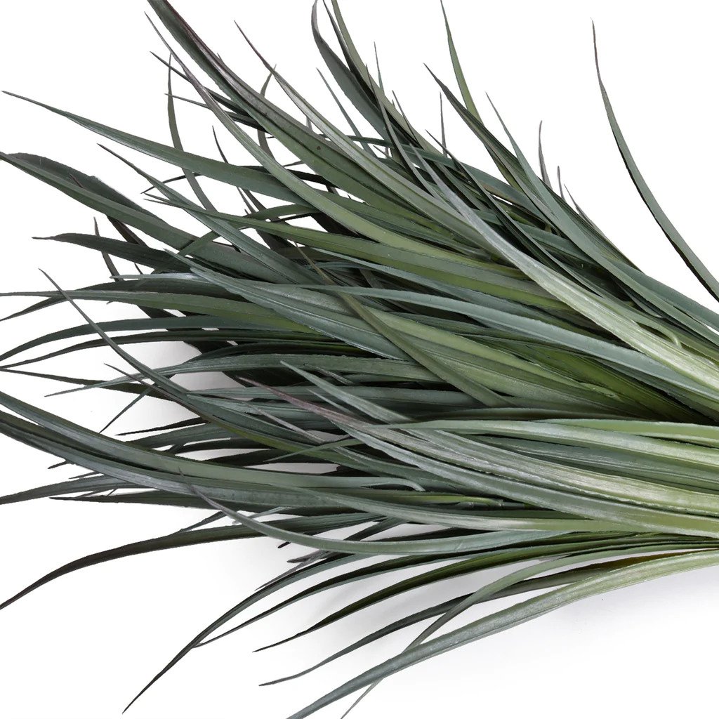 Enduraleaf 24" Faux Orchard Grass Spray - Set of 6 | AuthenTEAK