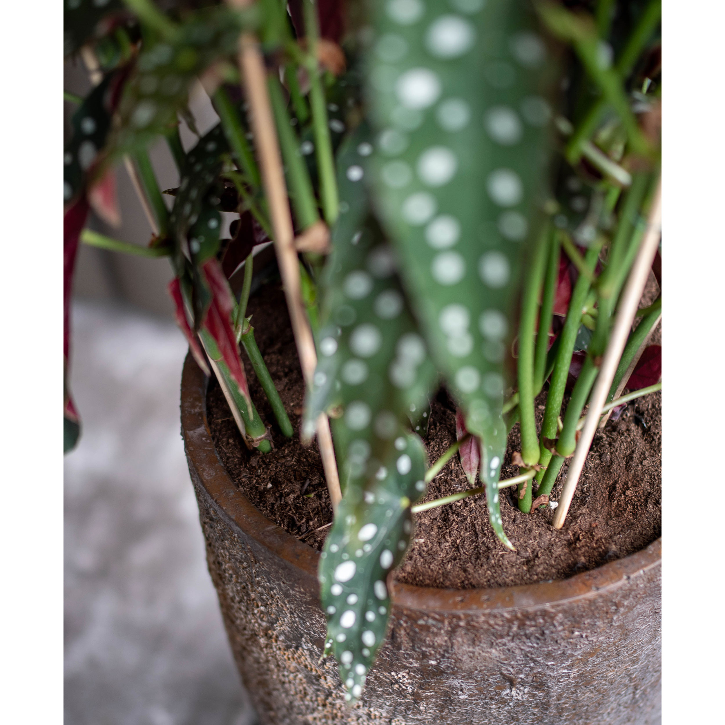 Pottery Pots Oyster Dax 14" Round Ficonstone Planter Pot | AuthenTEAK